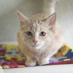 Simply Cats | Caring for, Protecting and Finding Quality Homes for Cats ...