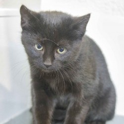 Simply Cats | Caring for, Protecting and Finding Quality Homes for Cats ...