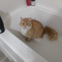 Lost & Found Cats | Catabase | Simply Cats