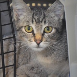 Simply Cats | Caring for, Protecting and Finding Quality Homes for Cats ...