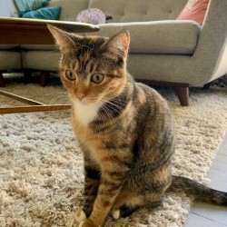 Lost & Found Cats | Catabase | Simply Cats