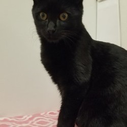 Simply Cats | Caring for, Protecting and Finding Quality Homes for Cats ...