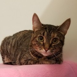 Simply Cats | Caring for, Protecting and Finding Quality Homes for Cats ...