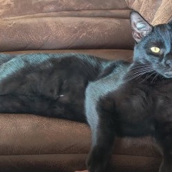 Lost & Found Cats | Catabase | Simply Cats