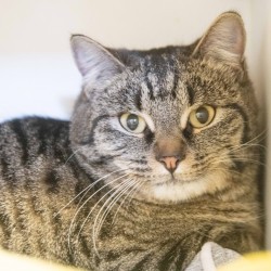 Simply Cats | Caring for, Protecting and Finding Quality Homes for Cats ...
