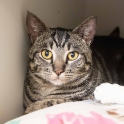 Simply Cats | Caring for, Protecting and Finding Quality Homes for Cats ...