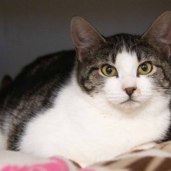 Simply Cats | Caring for, Protecting and Finding Quality Homes for Cats ...