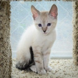 Simply Cats | Caring for, Protecting and Finding Quality Homes for Cats ...