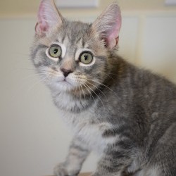 Simply Cats | Caring for, Protecting and Finding Quality Homes for Cats ...