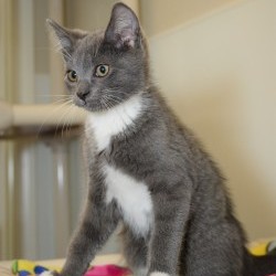 Simply Cats | Caring for, Protecting and Finding Quality Homes for Cats ...