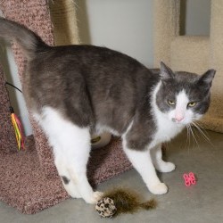 Simply Cats | Caring for, Protecting and Finding Quality Homes for Cats ...