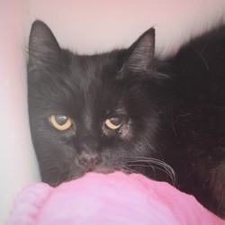 Simply Cats | Caring for, Protecting and Finding Quality Homes for Cats ...