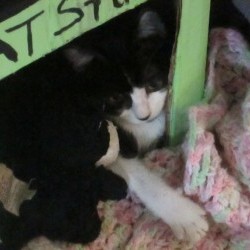 Lost & Found Cats | Catabase | Simply Cats