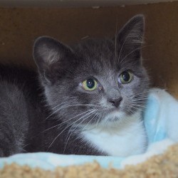 Simply Cats | Caring for, Protecting and Finding Quality Homes for Cats ...