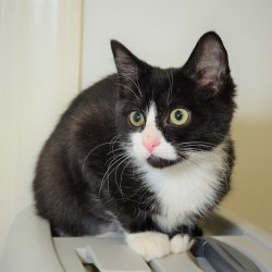 Simply Cats | Caring for, Protecting and Finding Quality Homes for Cats ...