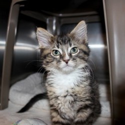 Simply Cats | Caring for, Protecting and Finding Quality Homes for Cats ...