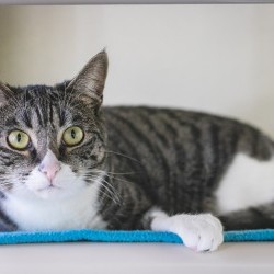 Simply Cats | Caring for, Protecting and Finding Quality Homes for Cats ...