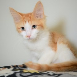 Simply Cats | Caring for, Protecting and Finding Quality Homes for Cats ...