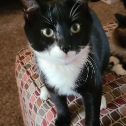 Lost & Found Cats | Catabase | Simply Cats