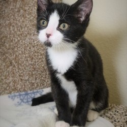 Simply Cats | Caring for, Protecting and Finding Quality Homes for Cats ...