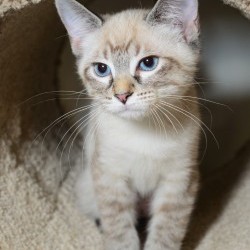 Simply Cats | Caring for, Protecting and Finding Quality Homes for Cats ...