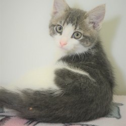 Simply Cats | Caring for, Protecting and Finding Quality Homes for Cats ...