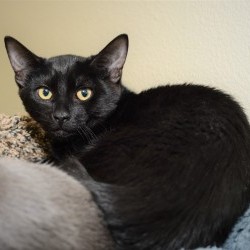 Simply Cats | Caring for, Protecting and Finding Quality Homes for Cats ...