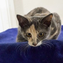 Simply Cats | Caring for, Protecting and Finding Quality Homes for Cats ...