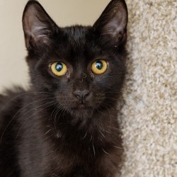 Simply Cats | Caring for, Protecting and Finding Quality Homes for Cats ...