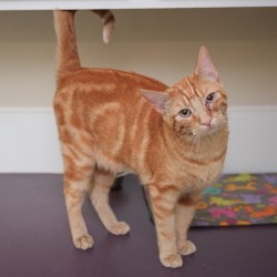 Simply Cats | Caring for, Protecting and Finding Quality Homes for Cats ...