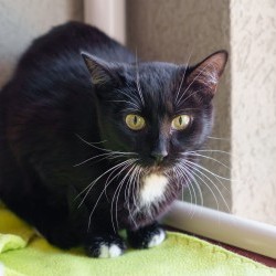 Simply Cats | Caring for, Protecting and Finding Quality Homes for Cats ...