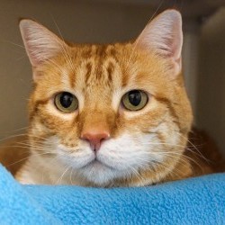 Simply Cats | Caring for, Protecting and Finding Quality Homes for Cats ...