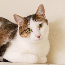 Simply Cats | Caring for, Protecting and Finding Quality Homes for Cats ...