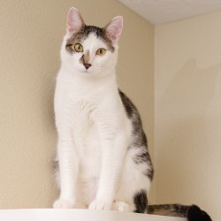 Simply Cats | Caring for, Protecting and Finding Quality Homes for Cats ...