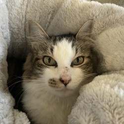 Simply Cats | Caring for, Protecting and Finding Quality Homes for Cats ...