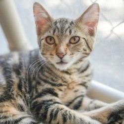 Simply Cats | Caring for, Protecting and Finding Quality Homes for Cats ...