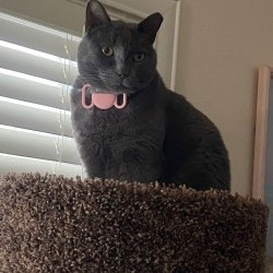 Lost & Found Cats | Catabase | Simply Cats