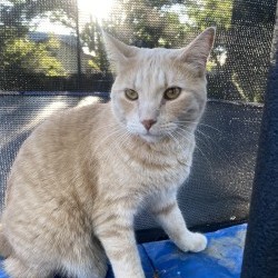 Lost & Found Cats | Catabase | Simply Cats