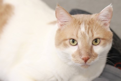 Carmel | Adoptable Cats | Catabase | Simply Cats