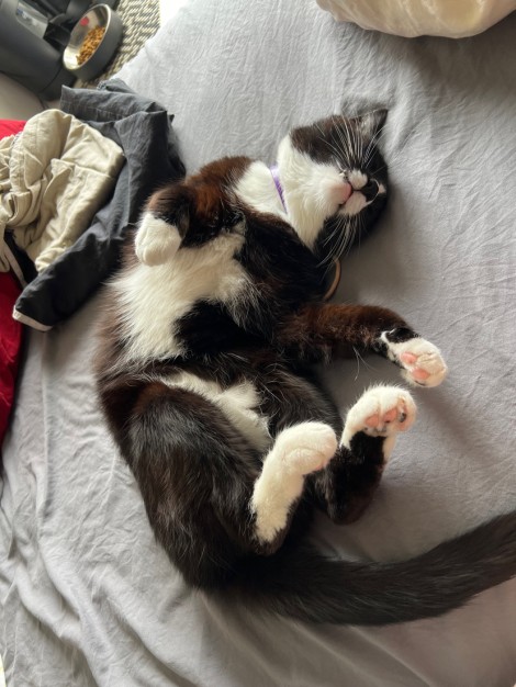 Sox | Out of Facility | Catabase | Simply Cats