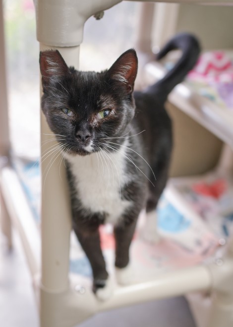 Liza | Adoptable Cats | Catabase | Simply Cats