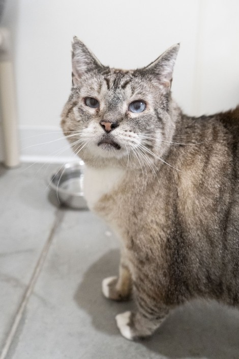 Tommy | View Adoptable Cats | Catabase | Simply Cats