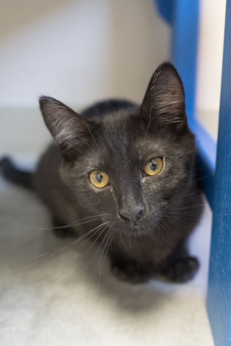 Winston | Adoptable Cats | Catabase | Simply Cats