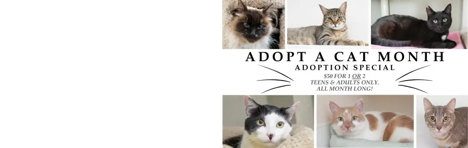 Simply Cats | Caring for, Protecting and Finding Quality Homes for Cats ...