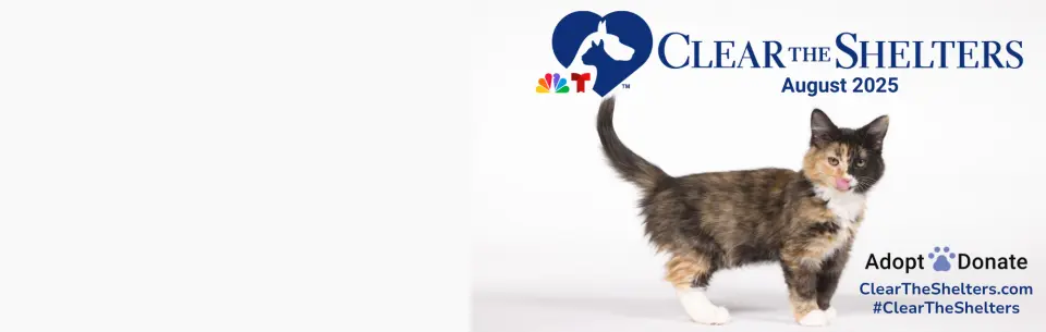 Simply Cats | Caring for, Protecting and Finding Quality Homes for Cats ...