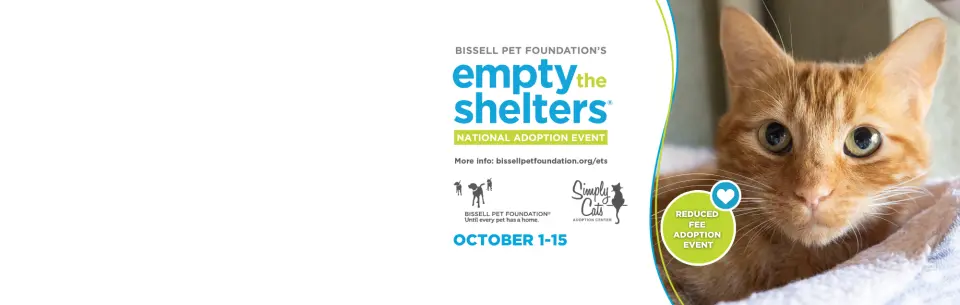 Simply Cats | Caring for, Protecting and Finding Quality Homes for Cats ...