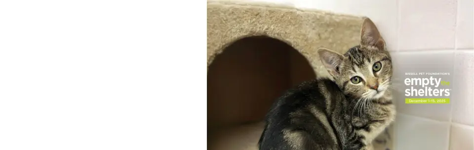 Simply Cats | Caring for, Protecting and Finding Quality Homes for Cats ...