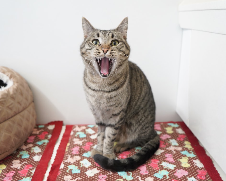 Simply Cats | Caring for, Protecting and Finding Quality Homes for Cats ...