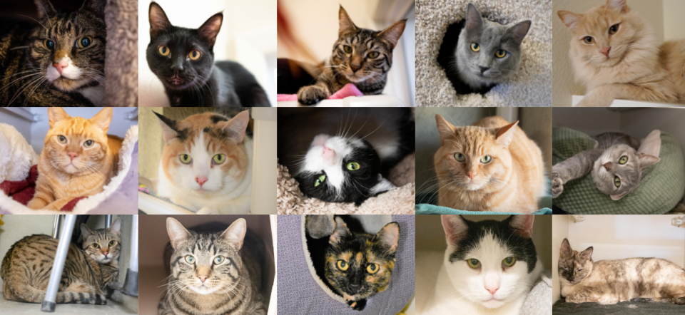 Simply Cats | Caring for, Protecting and Finding Quality Homes for Cats ...